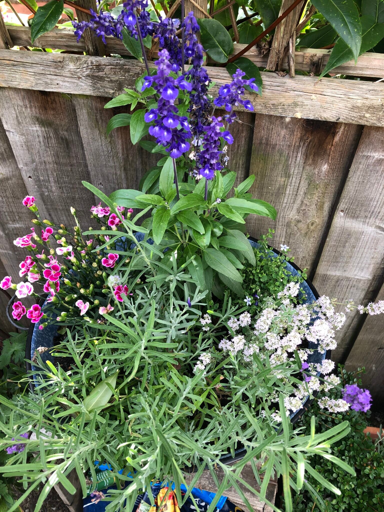 Blooms